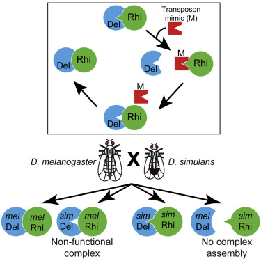 Adaptive Evolution Leads to Cross-Species Incompatibility in the piRNA Transposon Silencing ...