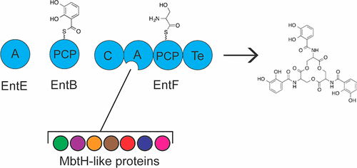 与非核糖体肽合成酶的MbtH样蛋白相互作用中的功能差异的表征。,Biochemistry - X-MOL