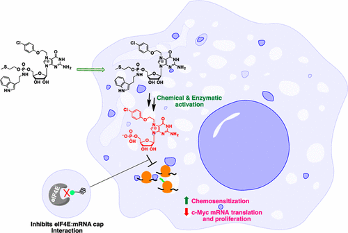 Anchimerically Activated ProTides as Inhibitors of Cap-Dependent ...