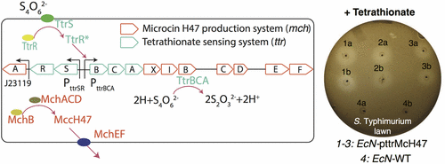 Engineered Probiotic for the Inhibition of Salmonella via Tetrathionate ...