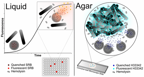 Beta-Hemolytic Bacteria Selectively Trigger Liposome Lysis, Enabling ...