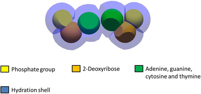 Simulation of early DNA damage after the irradiation of a fibroblast ...