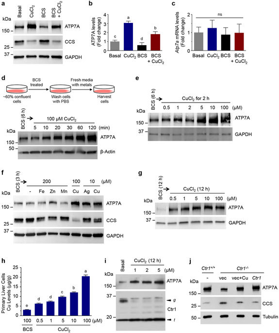 Organ-specific regulation of ATP7A abundance is coordinated with ...