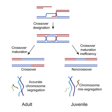 Age-Dependent Alterations in Meiotic Recombination Cause Chromosome ...