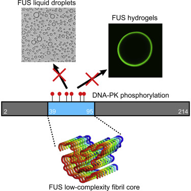 Structure of FUS Protein Fibrils and Its Relevance to Self-Assembly and ...