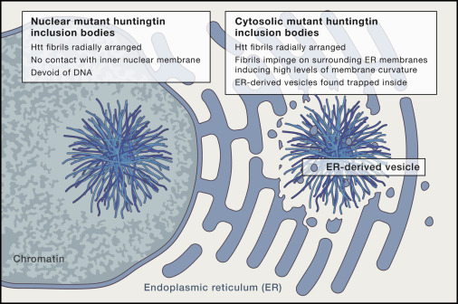 亨廷顿纤丝oke膜。,Cell - X-MOL