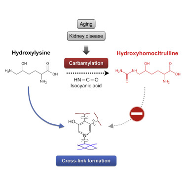Hydroxyhomocitrulline Is a Collagen-Specific Carbamylation Mark that ...