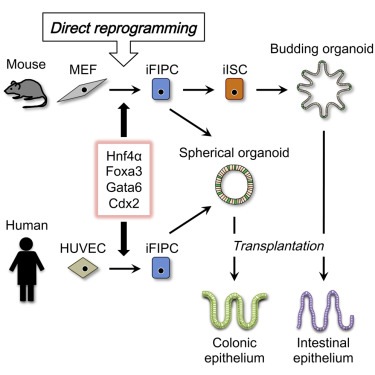 Generation of Mouse and Human Organoid-Forming Intestinal Progenitor ...