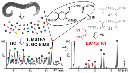 Ascaroside Profiling of Caenorhabditis elegans Using Gas Chromatography ...