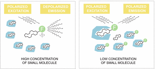 Fluorescence Polarization Assay for Small Molecule Screening of FK506 ...
