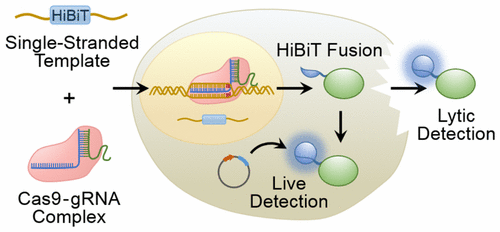 CRISPR-Mediated Tagging of Endogenous Proteins with a Luminescent ...