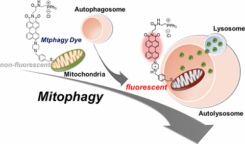 Live Cell Imaging of Mitochondrial Autophagy with a Novel Fluorescent ...