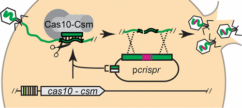 使用CRISPR-Cas10编辑强力葡萄球菌噬菌体的策略,ACS Synthetic Biology - X-MOL