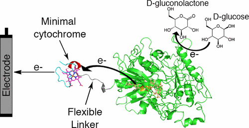 Highly Efficient Flavin–Adenine Dinucleotide Glucose Dehydrogenase Fused to a Minimal Cytochrome ...