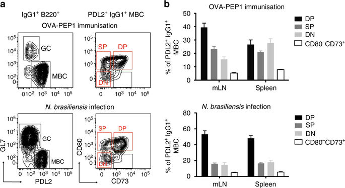 IgG1 memory B cells keep the memory of IgE responses.,Nature ...