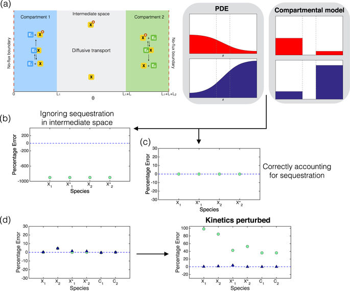 Modelling compartmentalization towards elucidation and engineering of ...
