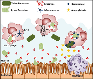 From bacterial killing to immune modulation: Recent insights into the ...