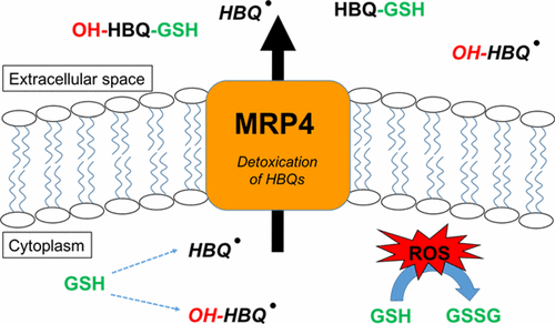 Multidrug Resistance Protein 4 (MRP4/ABCC4) Protects Cells from the ...