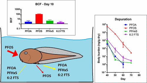 Uptake and Depuration of Four Per/Polyfluoroalkyl Substances (PFASS) in ...