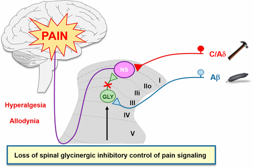 Modulation of Glycine-Mediated Spinal Neurotransmission for the ...