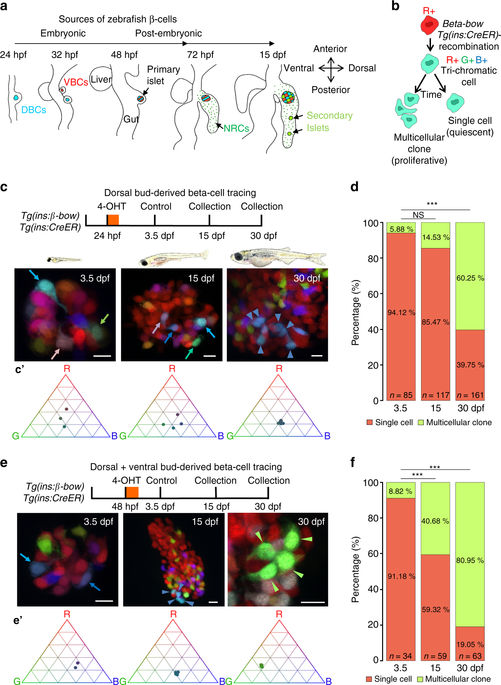 Different developmental histories of beta-cells generate functional and ...