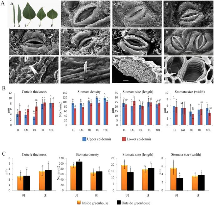 Physiological and transcriptome analysis of heteromorphic leaves and ...