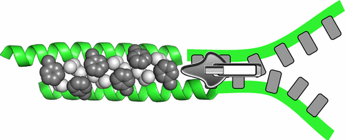 The Phe-Ile Zipper: A Specific Interaction Motif Drives Antiparallel ...