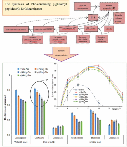 Synthesis and Sensory Characteristics of Kokumi γ-[Glu]n-Phe in the Presence of Glutamine and ...