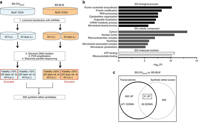 A role for Tau protein in maintaining ribosomal DNA stability and ...