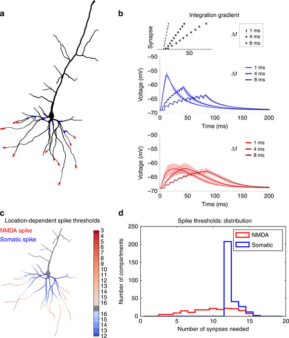 Modeling somatic and dendritic spike mediated plasticity at the single ...