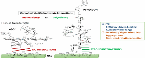 Hemicellulosic Polysaccharides Mimics: Synthesis of Tailored ...
