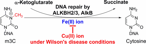 Copper Inhibits the AlkB Family DNA Repair Enzymes under Wilson’s ...
