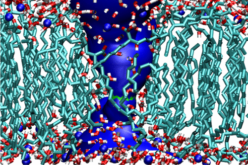Proton Diffusion through Bilayer Pores,The Journal of Physical ...