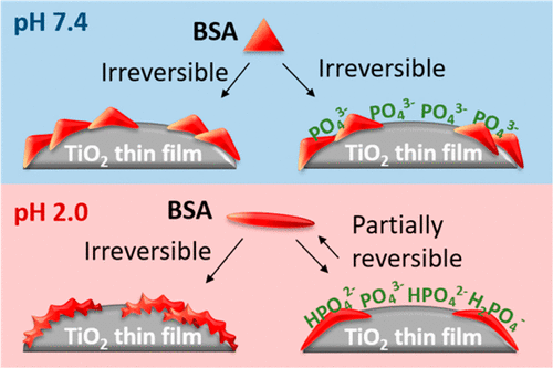 Bovine Serum Albumin Adsorption on TiO2 Nanoparticle Surfaces: Effects ...