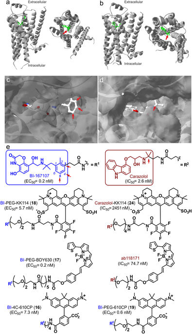 High-Affinity Functional Fluorescent Ligands for Human β-Adrenoceptors ...