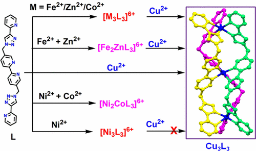 Competitive Transmetalation of First-Row Transition-Metal Ions between ...