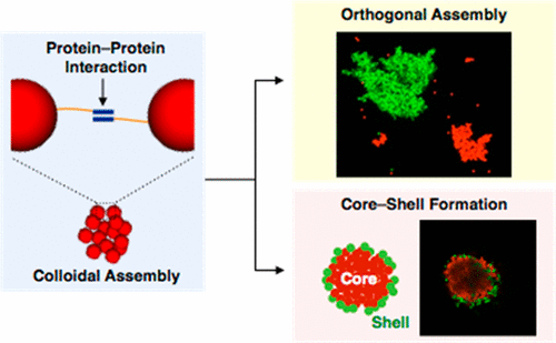Protein-Mediated Colloidal Assembly,Journal of the American Chemical ...