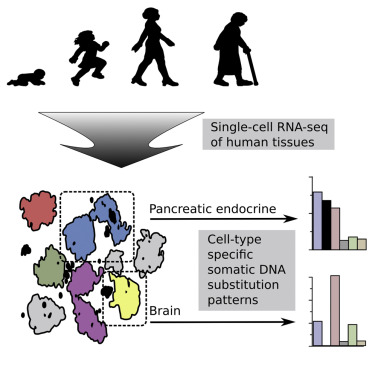 Single-Cell Analysis of Human Pancreas Reveals Transcriptional ...