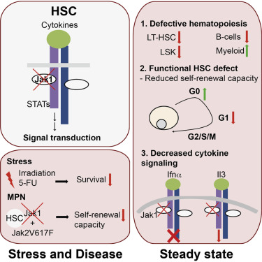 Jak1 Integrates Cytokine Sensing to Regulate Hematopoietic Stem Cell ...