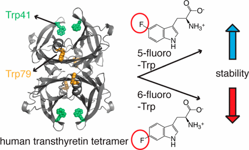 Fluorotryptophan Incorporation Modulates the Structure and Stability of ...