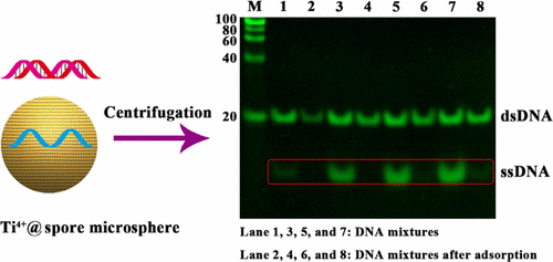 Self-Assembled Ti4+@Biospore Microspheres for Sensitive DNA Analysis ...