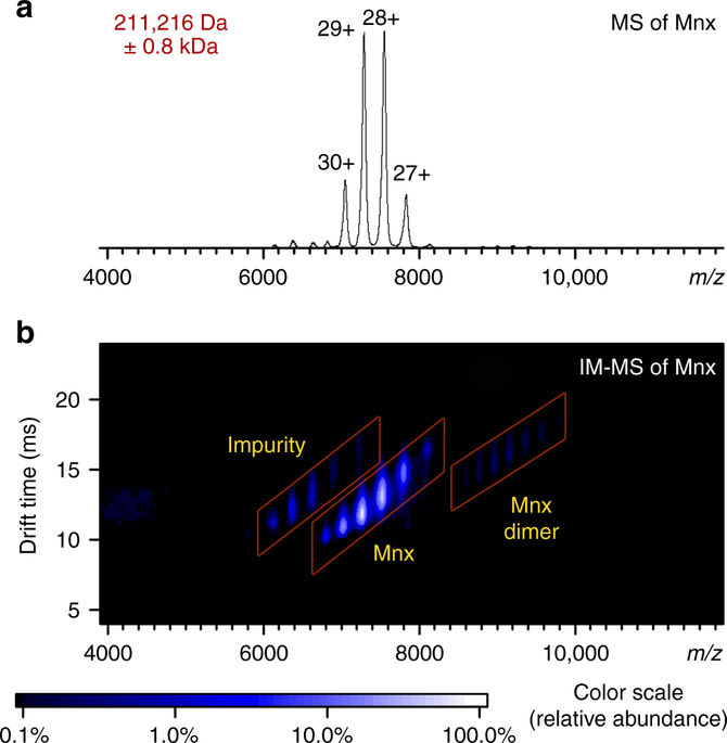 通过多聚多铜氧化酶Mnx形成生物锰氧化物纳米颗粒。,Nature Communications - X-MOL
