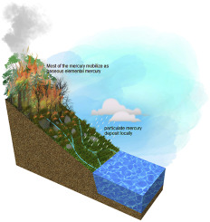 Effects of prescribed fire and post-fire rainfall on mercury ...