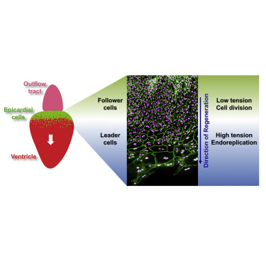 Tension Creates an Endoreplication Wavefront that Leads Regeneration of ...