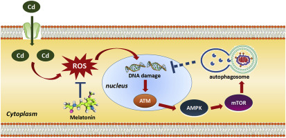 ATM signals to AMPK to promote autophagy and positively regulate DNA ...