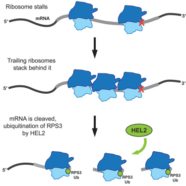 Ribosome Collision Is Critical for Quality Control during No-Go Decay ...