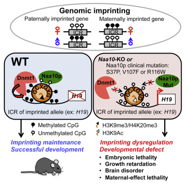 Genomic Imprinting Mechanism