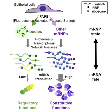 P-Body Purification Reveals the Condensation of Repressed mRNA Regulons ...