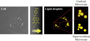 A specific bioprobe for super-resolution fluorescence imaging of lipid ...