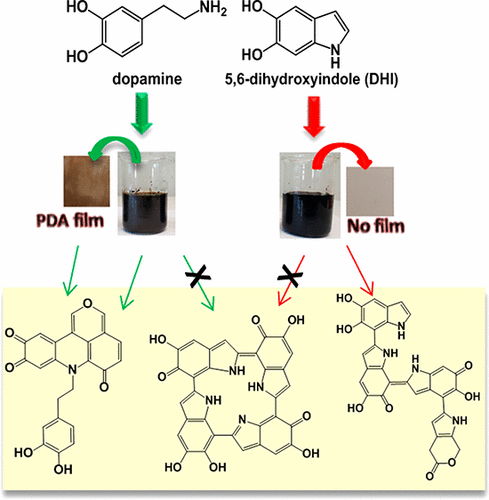 Structural Basis of Polydopamine Film Formation: Probing 5,6 ...